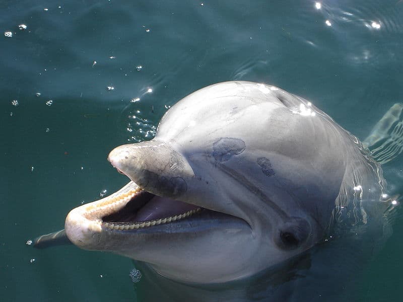 Cape Cod To Get A Dolphin Hospital | Positive Encouraging K-LOVE