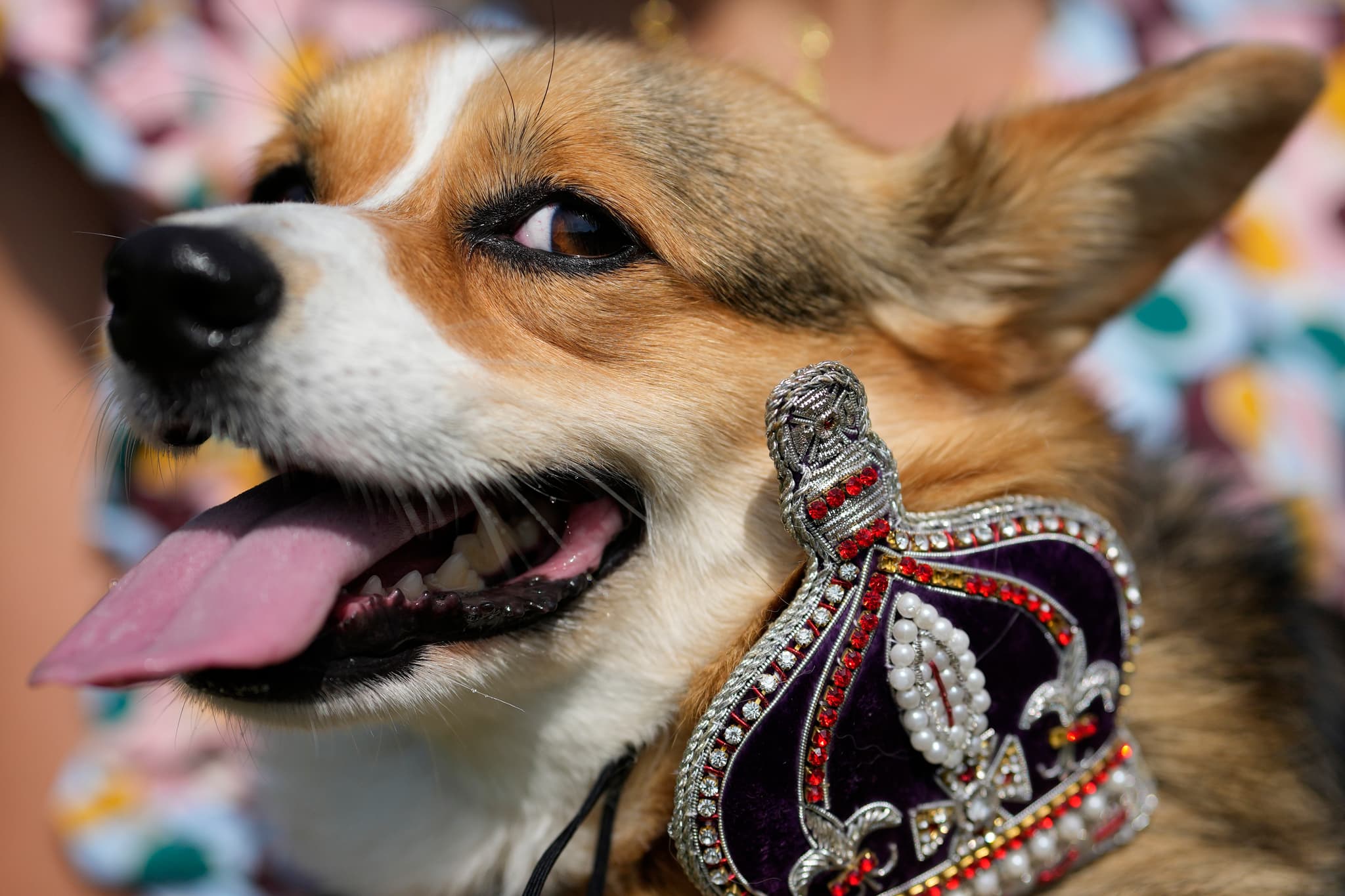 Corgis Parade To Honor The Queen | Positive Encouraging K-LOVE