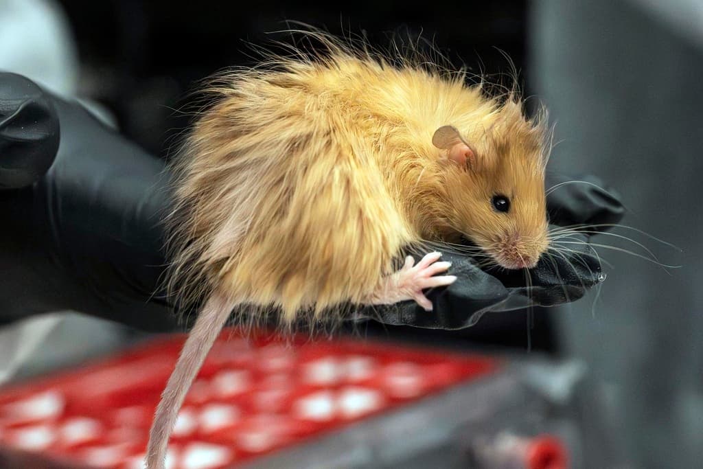 Creepy... Or Cool? Scientists Genetically Producer Mice With Hair Like ...
