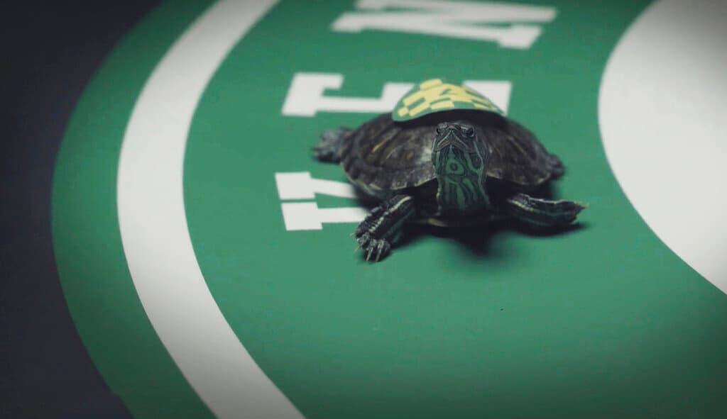Slow And Steady Wins The Race - The Kentucky Turtle Derby | Positive ...
