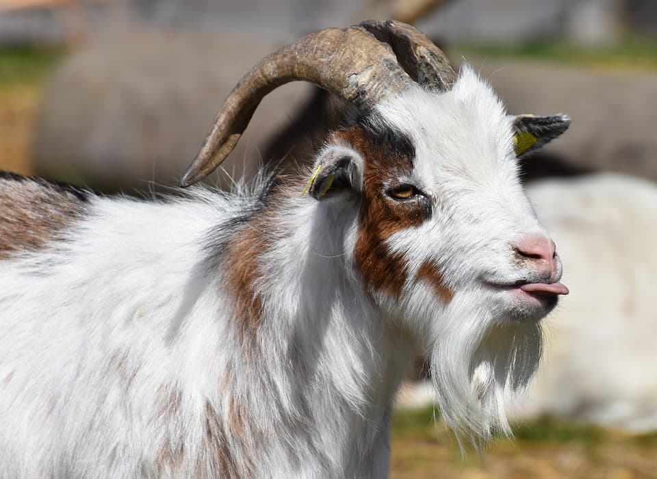 You've Goat To Be Kidding: Farm Animal Eats Up Police Papers | Positive ...