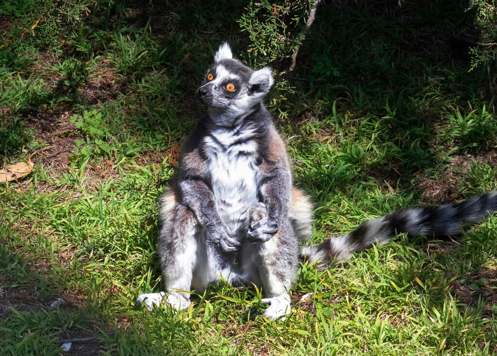 'There's A Lemur!' 5-year-old Helps Crack SF Zoo Theft Case | Positive ...
